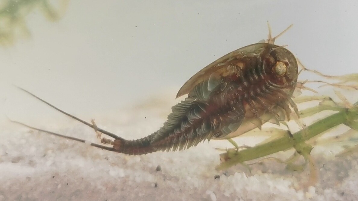 Triops Longicaudatus Schwarz (Urzeitkrebse) - 100, 200 oder 300 Eier ...