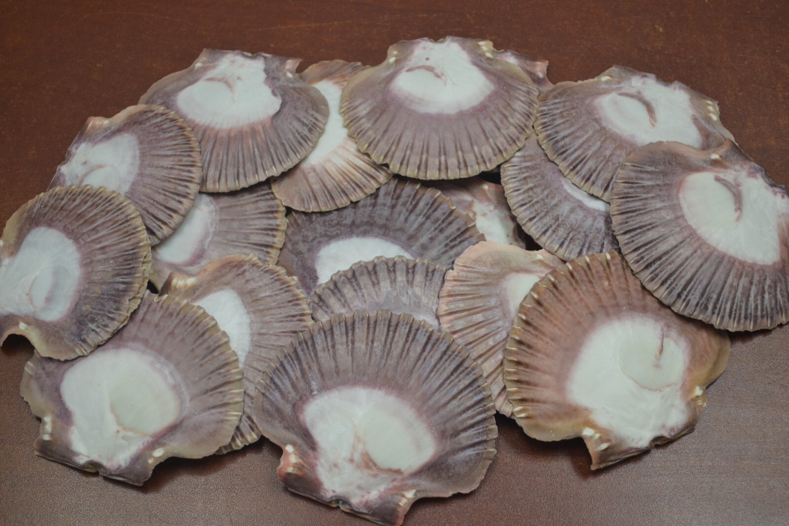50 PCS ASSORT FLAT PURPLE PECTIN SCALLOP SEA SHELLS 3" - 3 1/2" #7948 ...