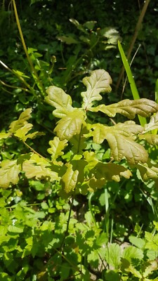 English OAK TREE saplings 2 year old. | eBay UK