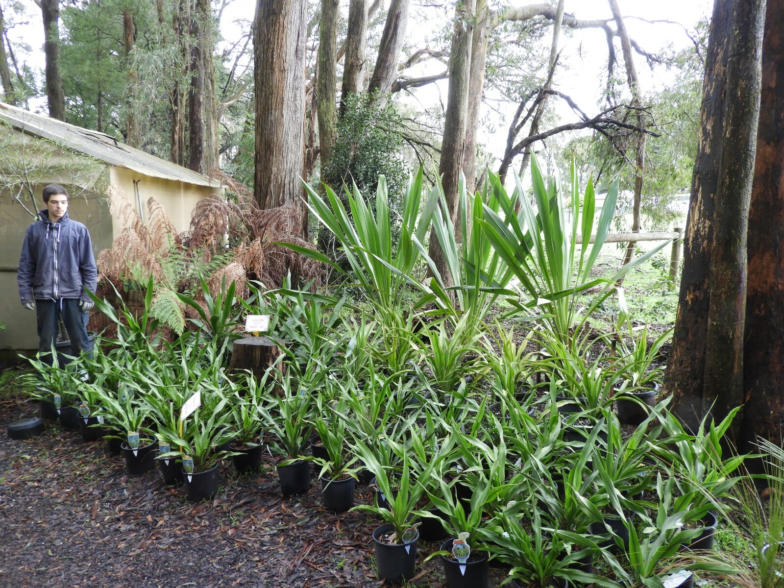 Gymea Lily Bush Flower Essences | Best Flower Site