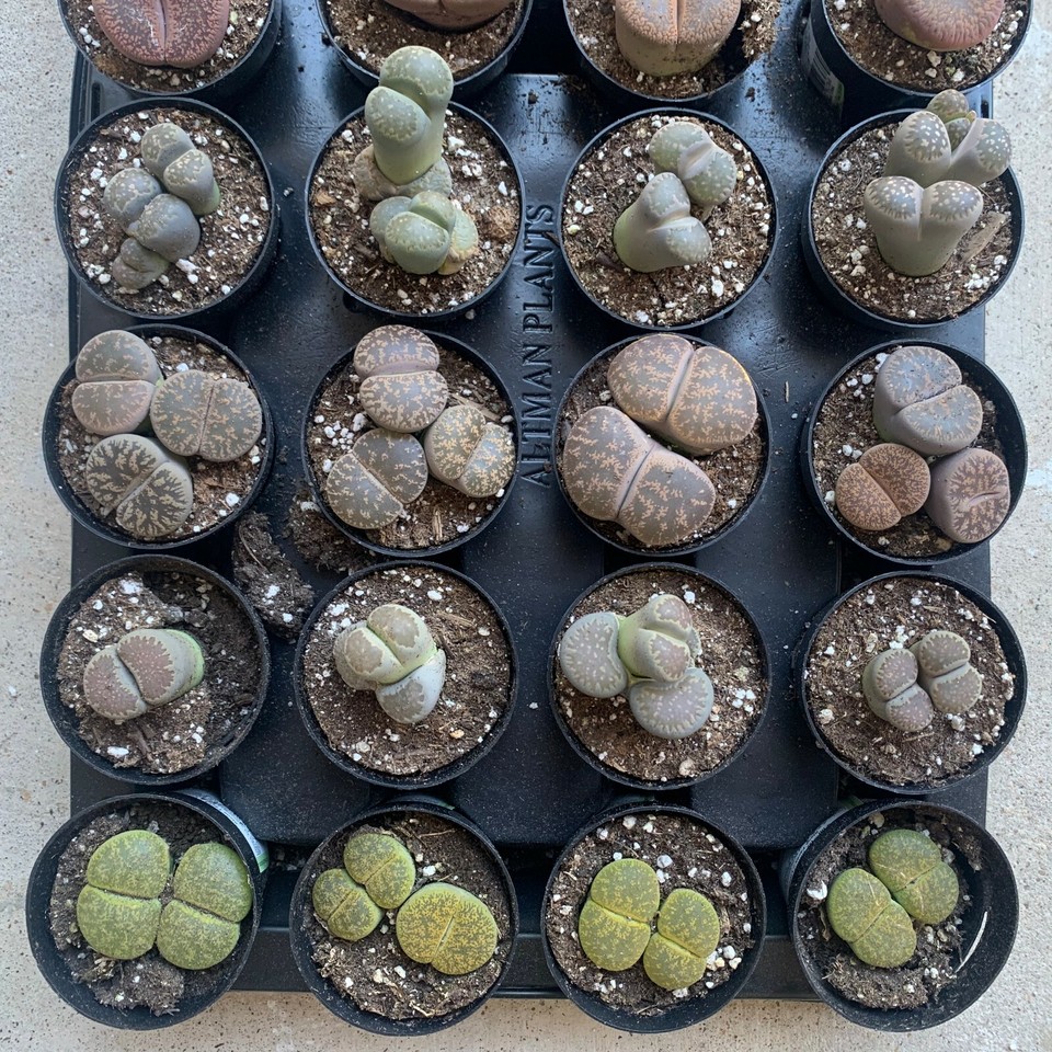 Lithops "Living Stones" Split Rocks Fully Rooted Free Shipping | eBay