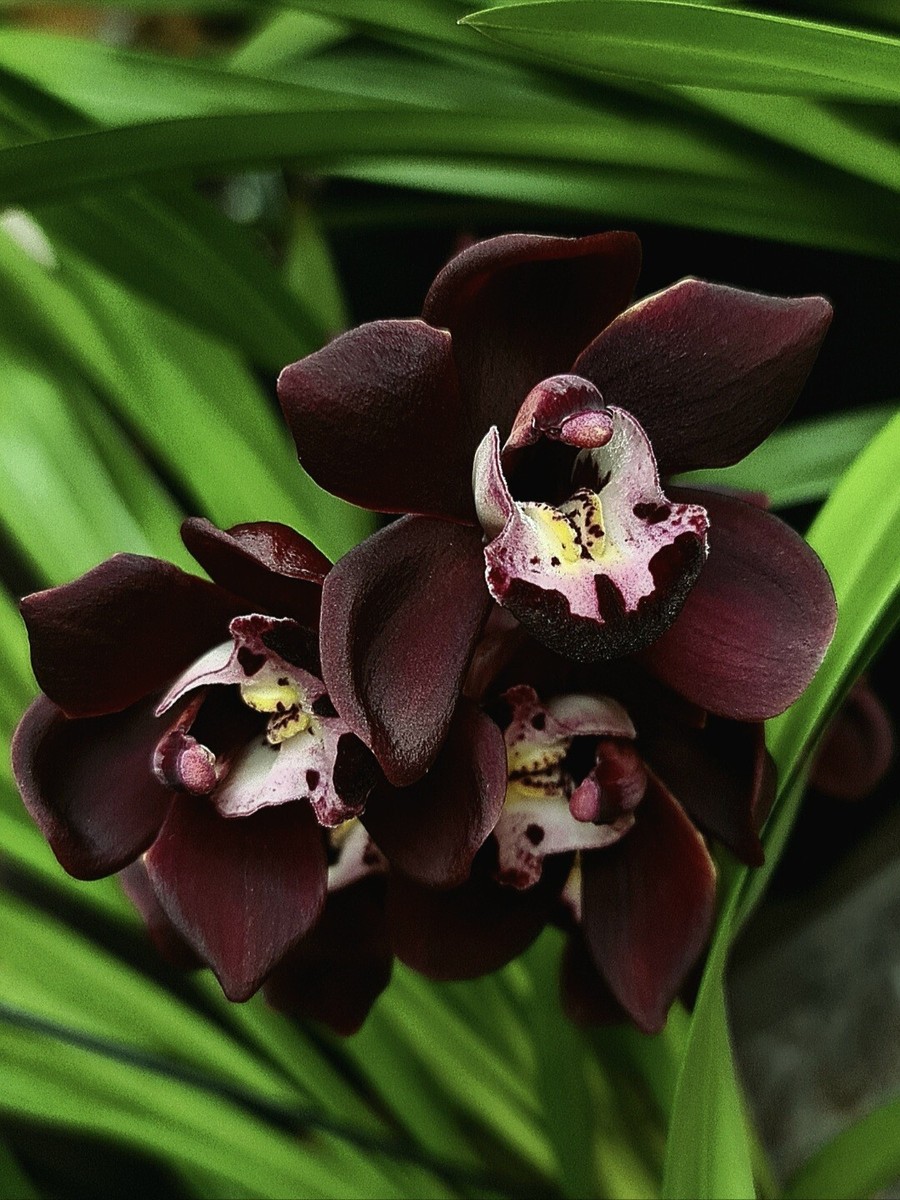 Orquidea Cymbidium