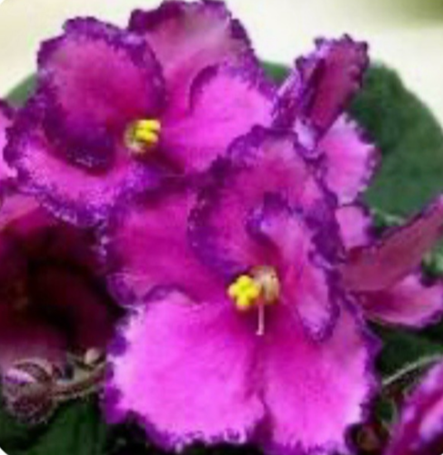 Africa Violet Plant ~ Aca's Raspberry Rapture | eBay