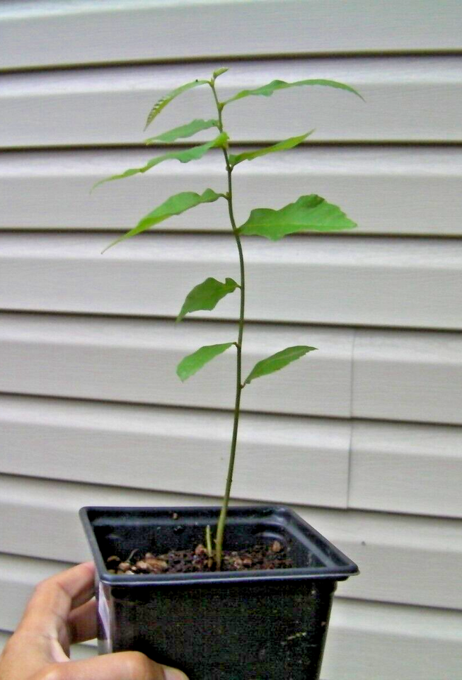 Two Dunstan American-Chinese chestnut trees, seedlings in pots, 8" to ...