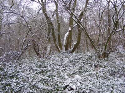 Photo 6x4 Snowy Coppice Sedgley Snowy scene in Alder Coppice on the ...