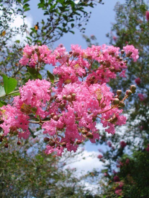 25 HOPI CREPE MYRTLE SEEEDS - Lagerstroemia indica | eBay