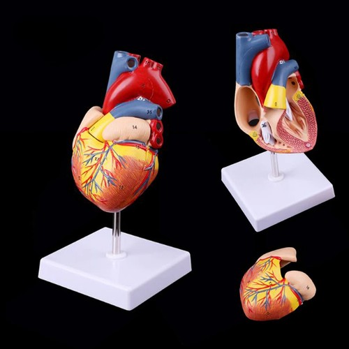 Human Heart Model, 2-Part Deluxe Life Size Human Heart Replica with 34 ...