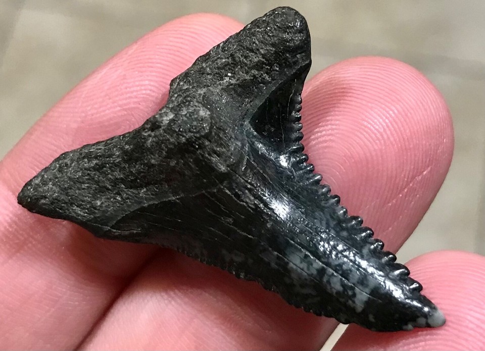 1.65” x 1.3” HUMONGOUS,SWEET & DIGESTED BARGAIN - HEMIPRISTIS ...