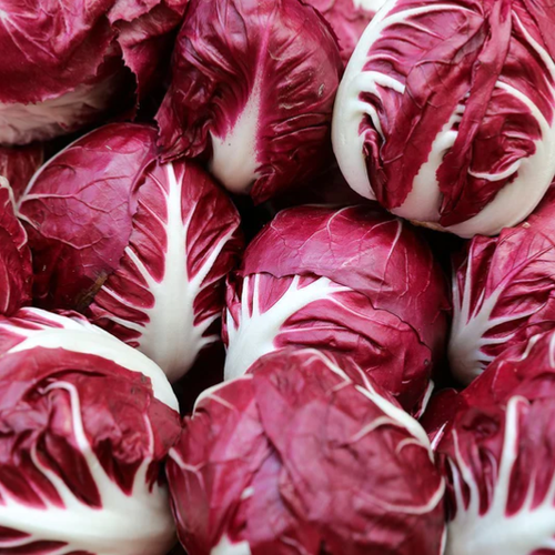 CHICORY RED BALL-Radicchio-Palla Rossa 200+ seeds Spring/Autumn grow ...