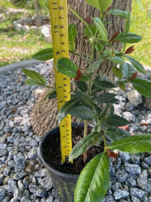 CUBAN MANGOSTEEN aka GARCINIA ARISTATA/RHEEDIA MACROPHYLLA RARE FRUIT ...
