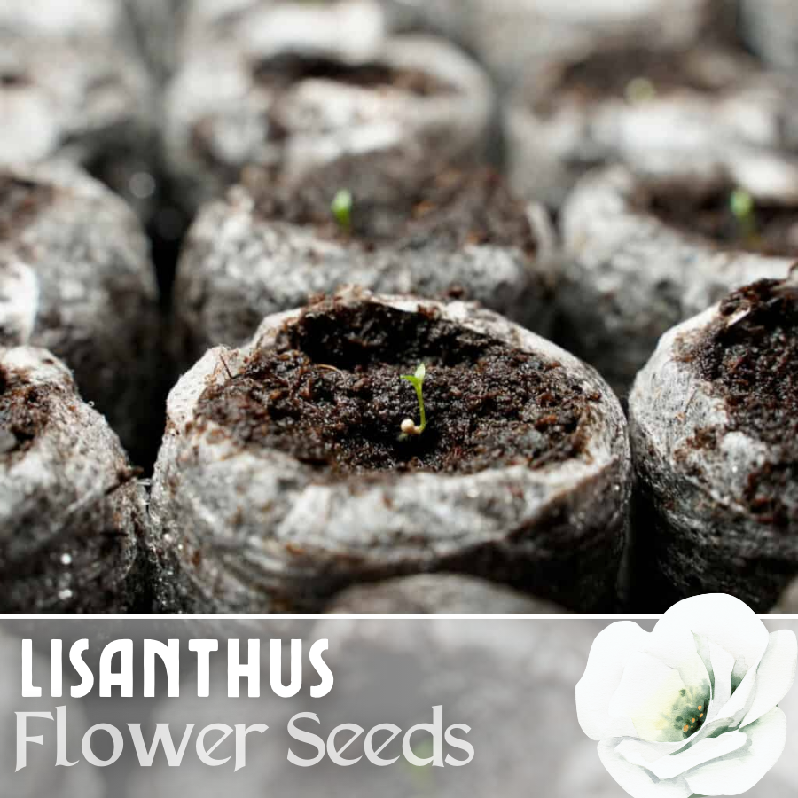 Raven Lisianthus Seeds - 100 Seeds Garden Bloom Flower Seed Non Gmo | eBay