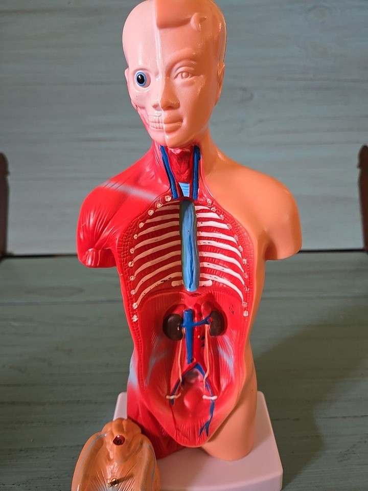 Model Human Body Torso Anatomy For School Science Teacher Doctor Office ...