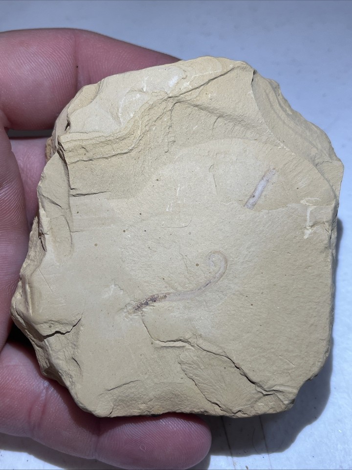 Cricocosmia Jinningensis Armored Worm Fossil, Chengjiang China | eBay