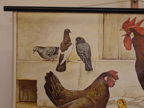 Wandbild Adalbert Pilch Hühner Tauben 100x66cm ~1950 vintage Chicken ...