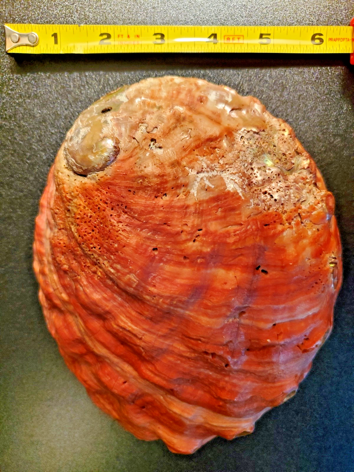 Vintage Rare Large Red Abalone Shell Magnificent Color 7 1/2 X 6 1/2 Inches | eBay
