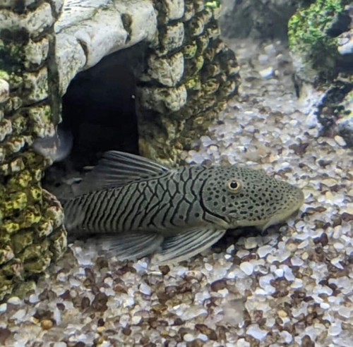 Rubber Lip Pleco (Chaetostoma milesi) - Live Fish | eBay