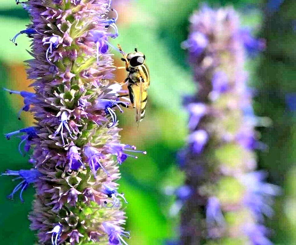 600+ KOREAN MINT SEEDS AUTUMN PERENNIAL MOSQUITO INSECT REPELLENT FREE ...