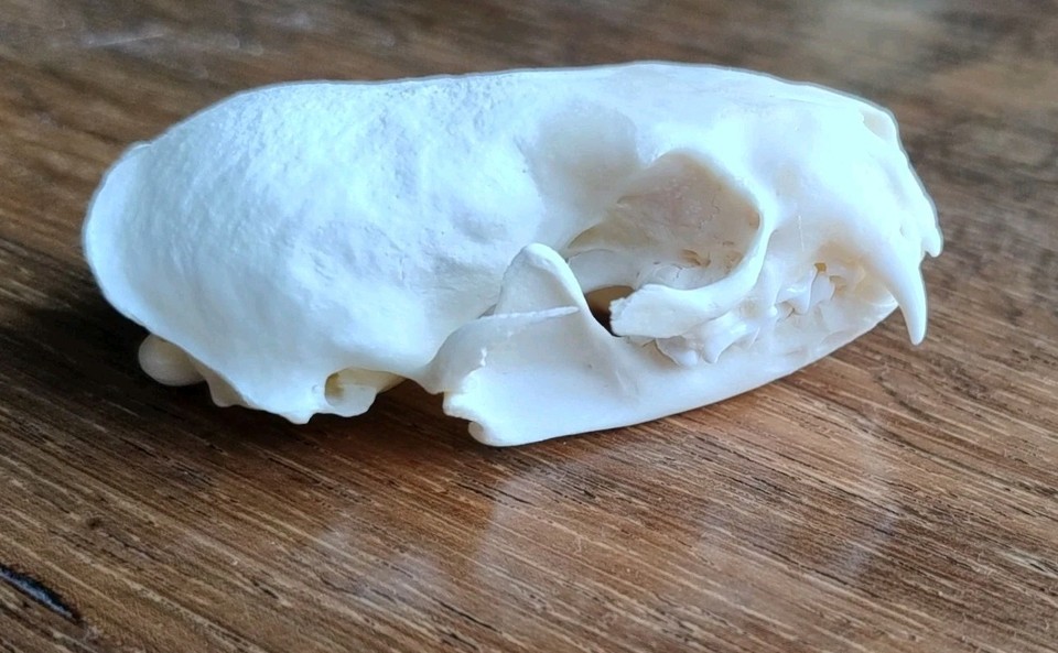 Real Mink Animal Skull Head Taxidermy Science Anatomy Education Crafts ...