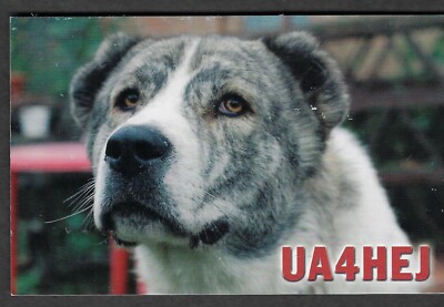 QSL CB Radio CARD"UA4HEJ,Oleg Zakhodyakin,09,Photo of Pet Dog",Russia ...