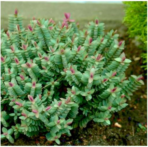 Hebe 'Red Edge' | Evergreen Shrub | Pot Plant | eBay UK