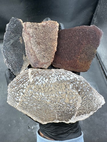 Gem dinosaur bone slabs unique mix of color and pattern solid gem bone ...