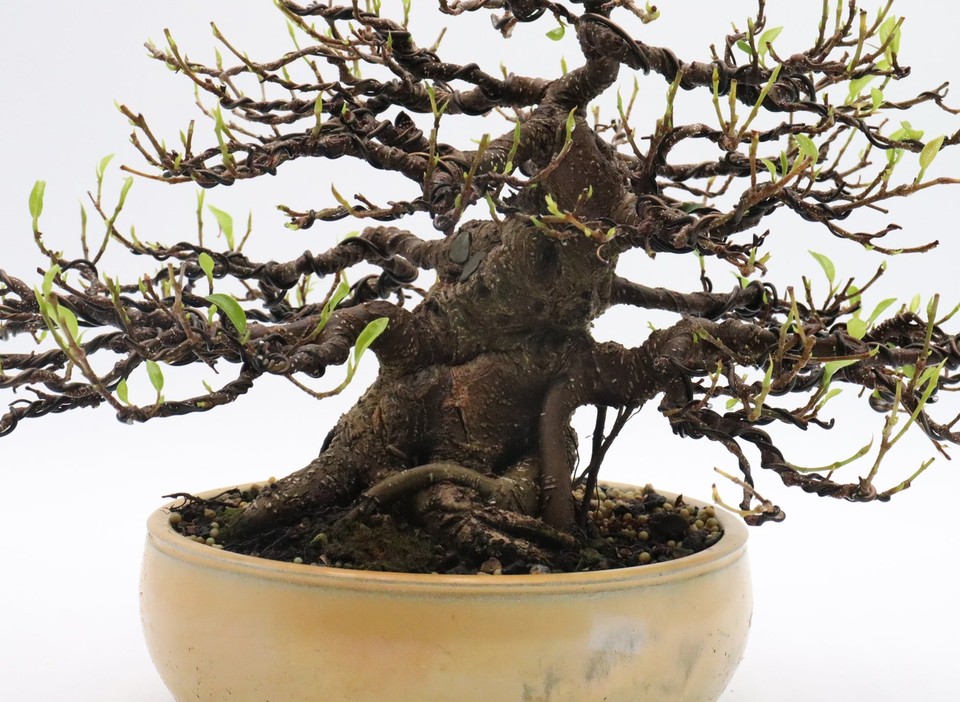 Ficus Microcarpa Specimen Bonsai | eBay