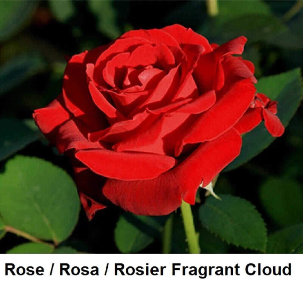 Fragrant Cloud Rose Bush