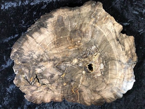 Large Rare Petrified Wood Engelhardioxylon texana (Tropical Walnut) 12 ...