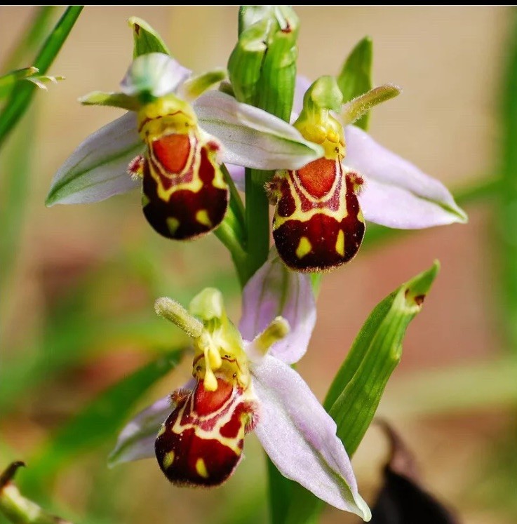 The Rare Ophrys Apifera (Bee Orchid Flower) Orchids Seeds 100+ 🏅AWARD ...