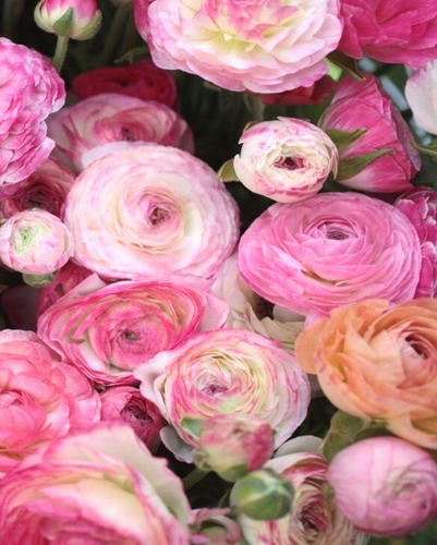 Ranunculus Flower Bulbs 12 Pink Picotee Corms Peony Rose Garden Wedding ...
