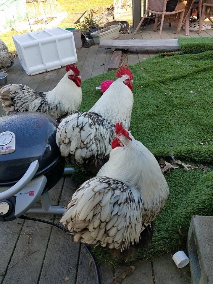 12 Barnyard Mix Hatching Eggs - English orpington, Polish, Cochin… | eBay