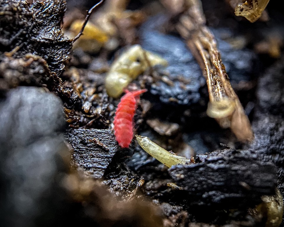 Live Springtail Cultures – Multiple Species Available – Terrarium Clean ...