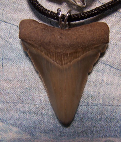 MEGALODON shark tooth necklace 1 3/4" fossil jaw BIG sharks teeth ...