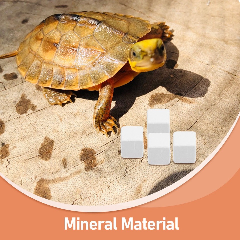 6 Pcs Mineral Block Reptile Terrarium Kit Cuttlebone for Turtles | eBay