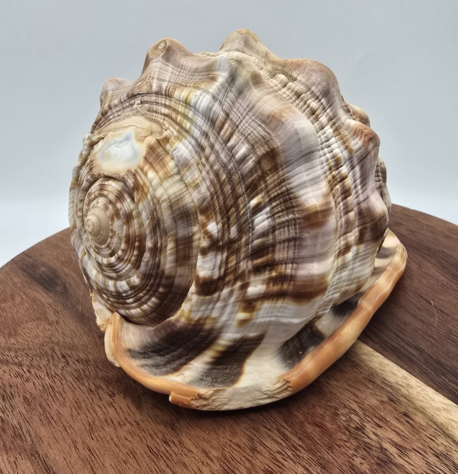 Sea Shell Cypraecassis Rufa African Cameo Bullmouth Helmet Shell | eBay