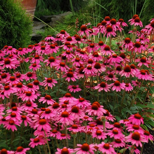 FAST DISPATCH RUDBECKIA PINK HERBACEOUS PERENNIAL FLOWER SEEDS SLYNE ...