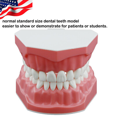 Other - Teeth Model