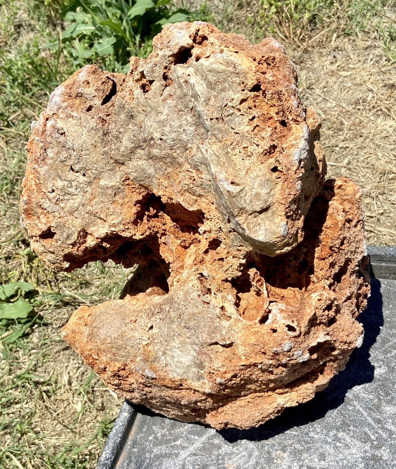 UNPRECEDENTED* 31# Fossil Reef Rock~Colorful Red Druzy Sparkle ...