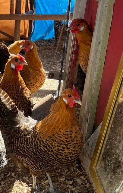 10+ Golden Deathlayer Hatching Eggs Purebred Rare Breed | eBay