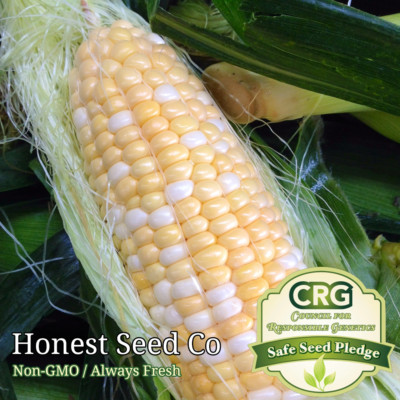 Sweet Corn Seeds for Planting Serendipity Variety | Non-GMO | eBay