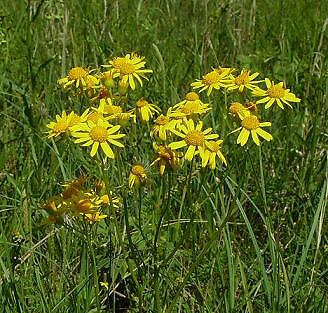 Senecio plattensis 250 seeds | eBay