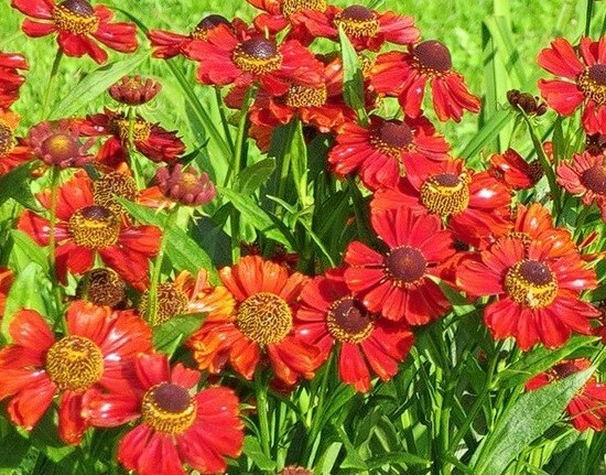 Helenium Autumnale "Red Shades" 50+ Seeds | Same Day Dispatch | eBay UK