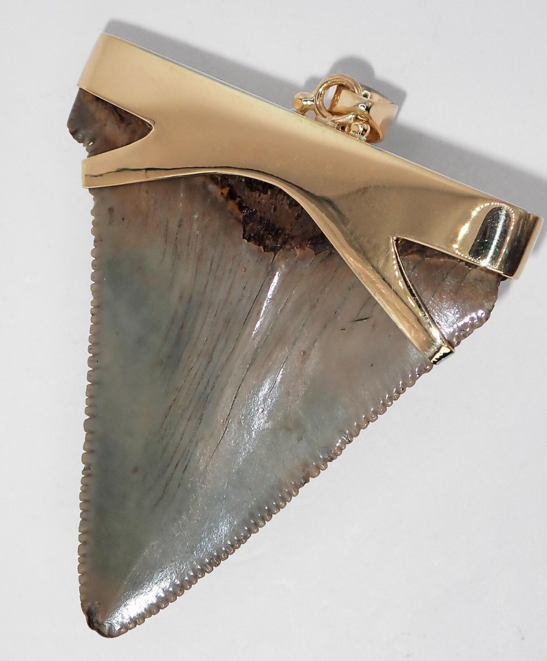 Fossil Shark Tooth Pendant – Megalodon Tooth with Solid 18 Karat Gold ...