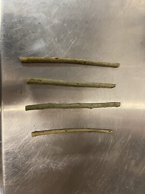 5 - 8” Pomegranate Tree Cuttings - R-33 Surh-anor | eBay