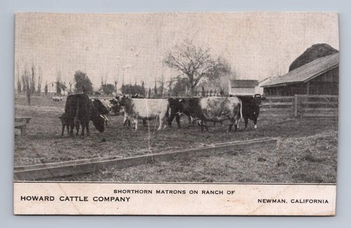 Howard Cattle Company Advertising NEWMAN California "Shorthorn Matrons ...