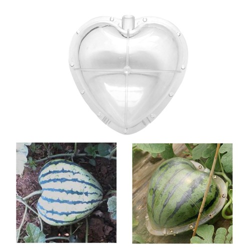 Heart Shaped Watermelon Growing Molds Equipment Creative Forming ...