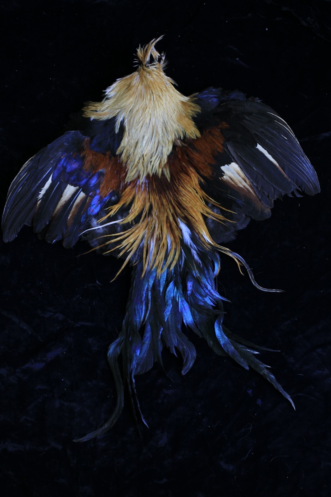 Whole Rooster Pelt, Ginger/Black, Humanely Raised, Cape, Saddle, Fly ...