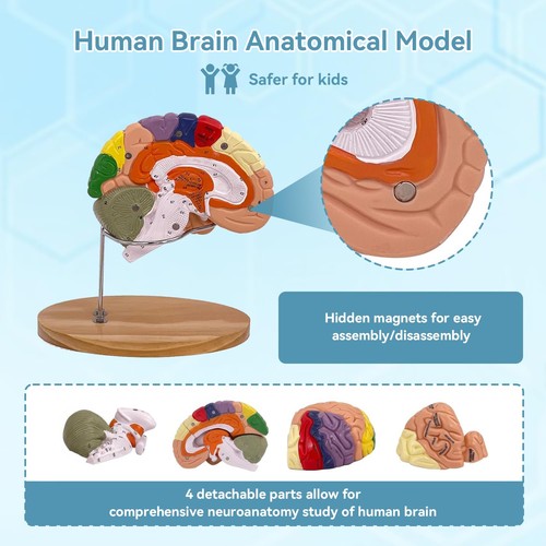 Human Brain Model 2X Life‑Size, Brain Anatomy Model for Neuroscience, 4 ...