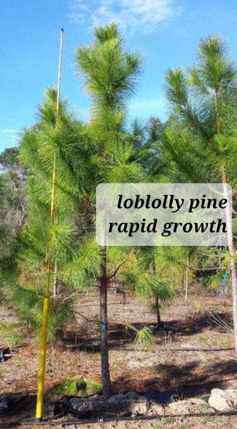 What Are Loblolly Pine Trees Hess Corporation Powers Up Loblolly Pines