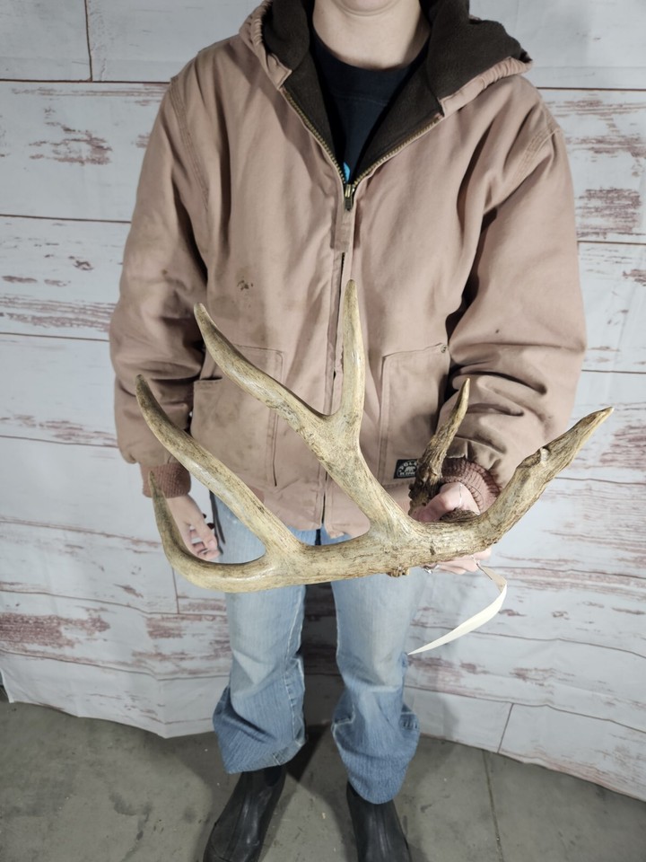 Wild Whitetail Deer Antler Shed Horn Rack Decor Man Cave 6 Point 71 ...